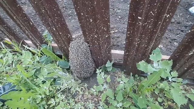 Спасение тамбовского ёжика. 01.06.2021г.