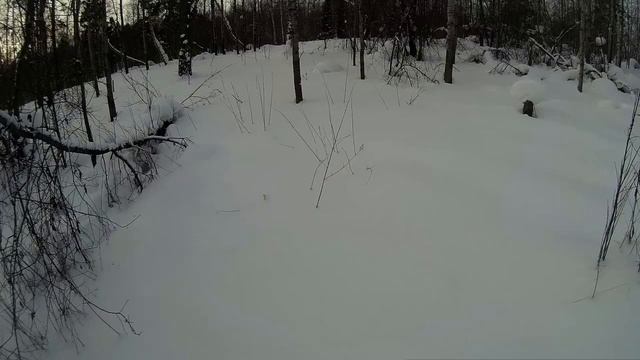 ОХОТА НА ЗАЙЦА. Рябчик с лунки