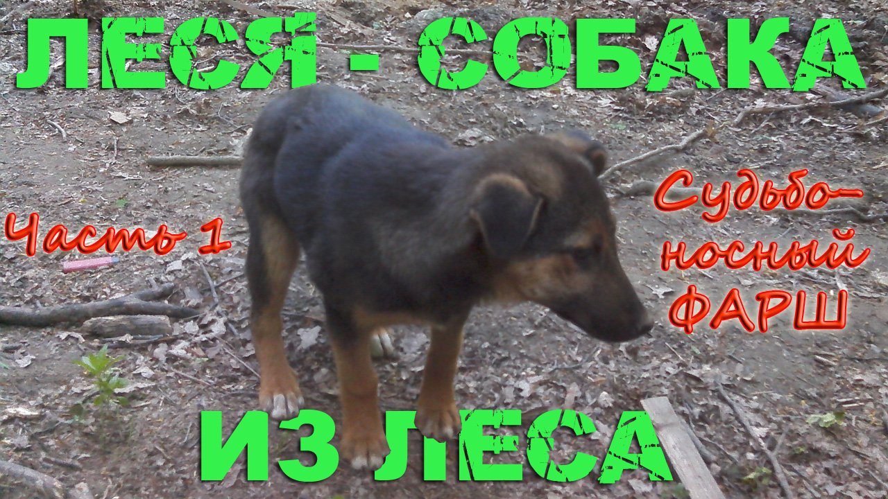 Леся - собака из леса. Часть 1: Судьбоносный фарш / Мои собаки / Кинология / Зоопсихология