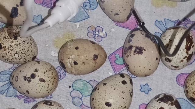 Вылуп перепелов Техасцев.mp4