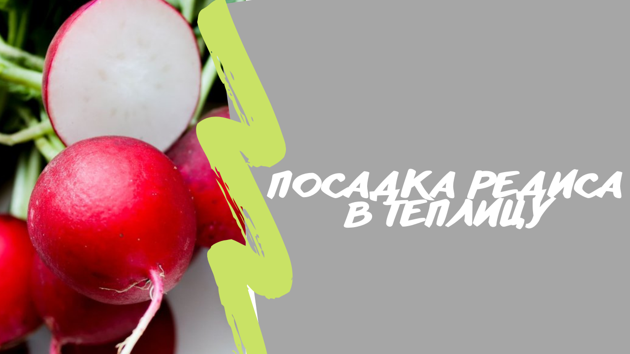 Посадка редиса? в теплицу. Регион Подмосковье. Любимые сорта Черриэт и Белый жемчуг.