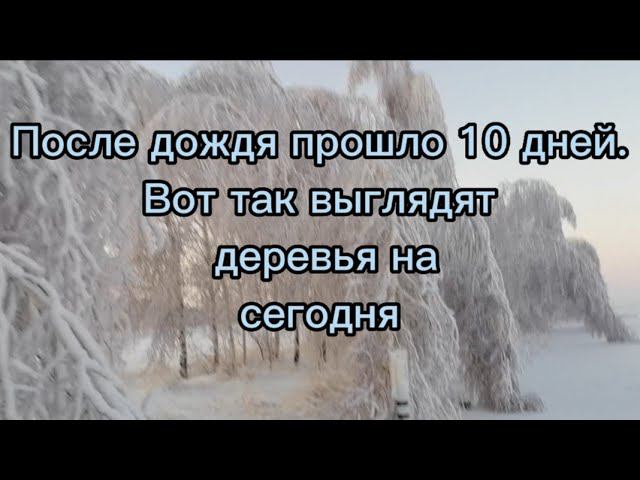 После ледяного дождя.очень много деревьев сломаны за 10 дней,