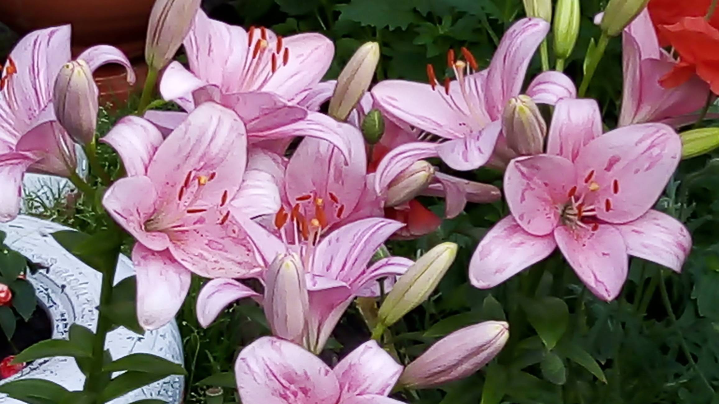 ЦВЕТЫ на КЛУМБАХ у МНОГОЭТАЖЕК - ОАЗИСЫ в СИБИРСКОМ ГОРОДЕ-МИЛЛИОННИКЕ