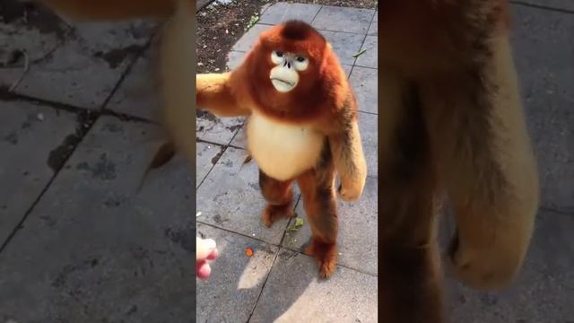 Обезьянка Рокселланов Ринопетик