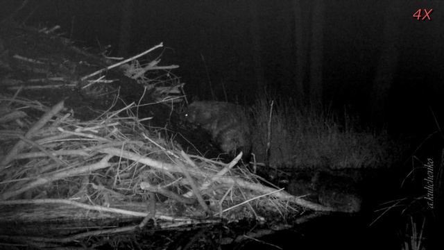 КАК БОБРЫ СТРОЯТ ХАТКУ часть 3