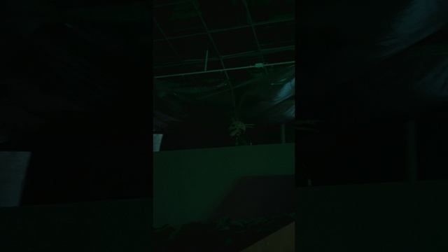 ReelsBanda: рилс с детского дня рождения