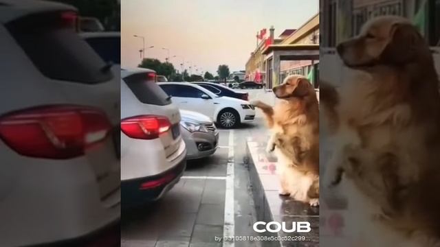 Парковка для собак