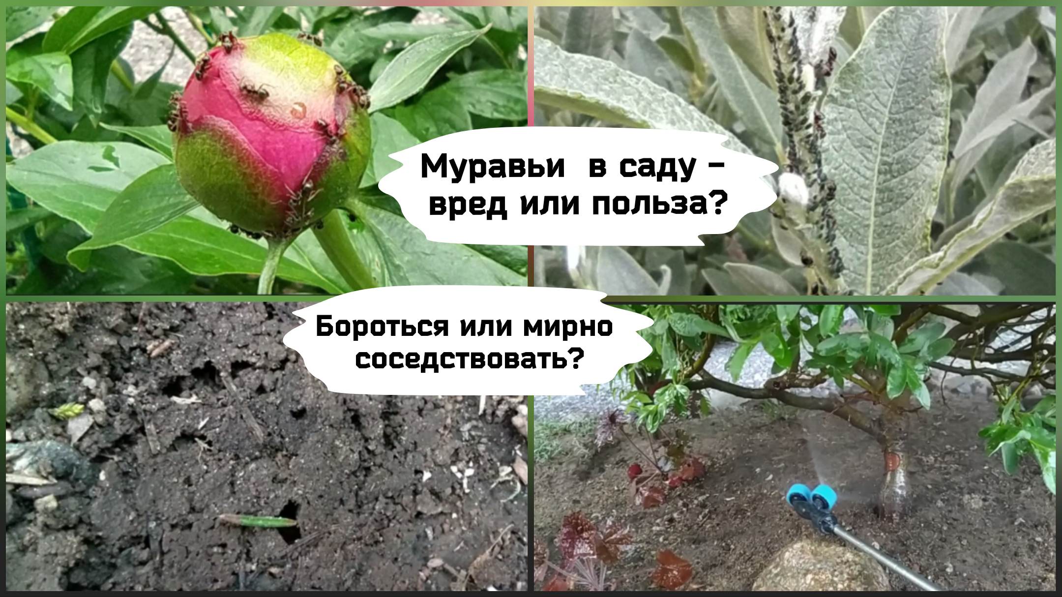 Муравьи в саду - вред или польза. Враждовать или мирно соседствовать.