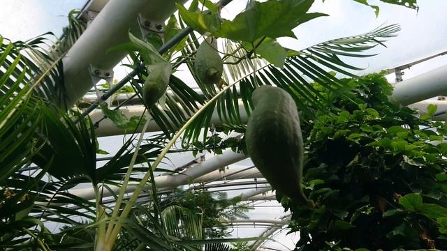 Люффа, ботанический сад, тропическая теплица, г. Орхус, Дания