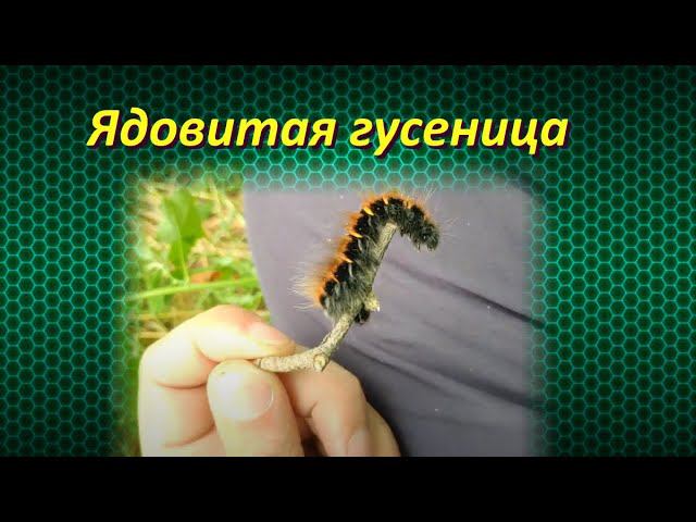 Опасно! Ядовитая гусеница / коконопряд малиновый / аллергия от гусеницы, все зудит