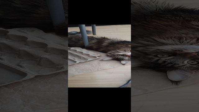 Сакри против понедельник