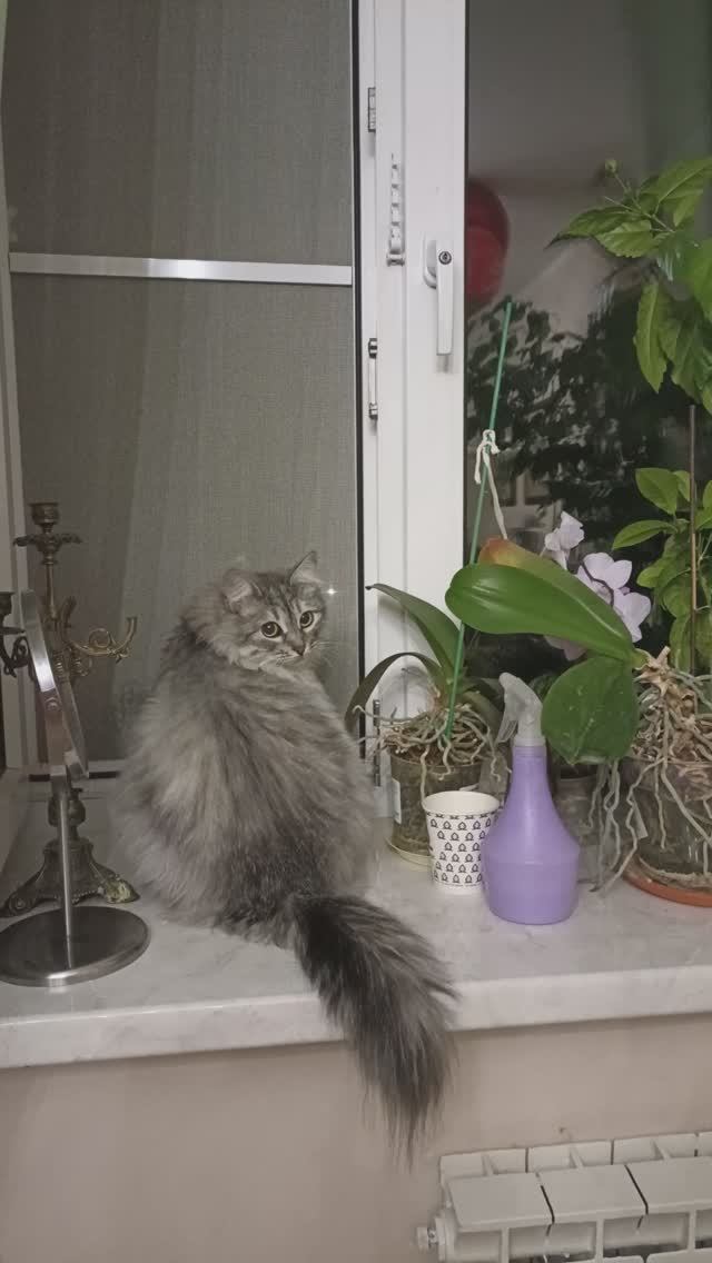 Кошка Мурка и гроза