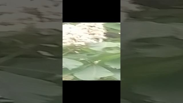 Каштан цветёт