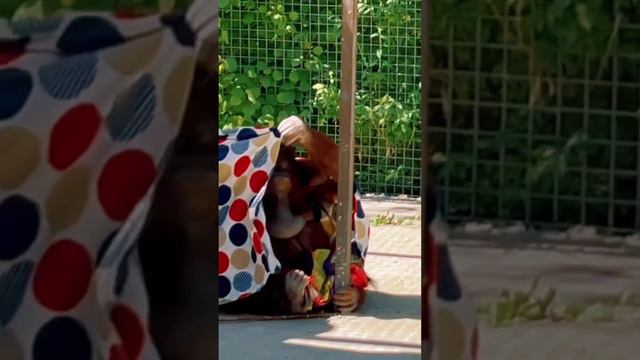 Ну какова КРАСОТА! Орангутан Дана. Тайган