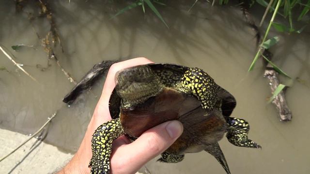 Черепаха болотная emys orbicularis уродство