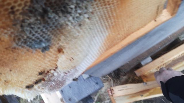 Осмотр улья весной