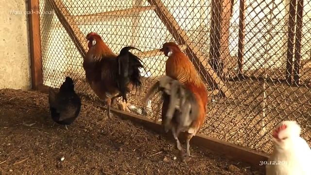 Петухи гибридные.mp4