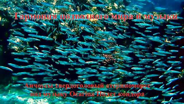 52. Анчоусы твердоголовый атериноморус под музыку Ocarina Полет кондора