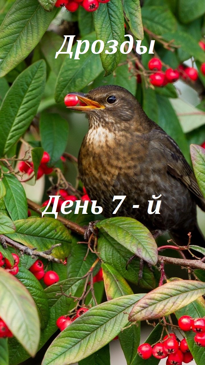Птица дрозд. Тайны семейной жизни. День седьмой