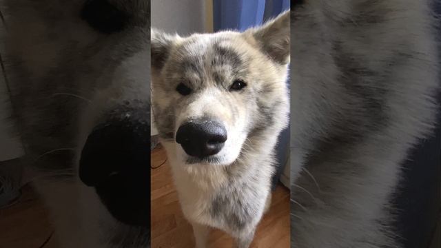 Мордка в экран не влазит))