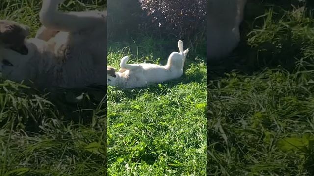 игривый и счастливый пес буран