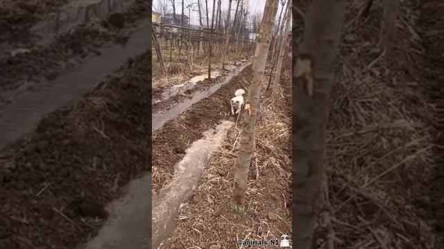 Пёсель землидел