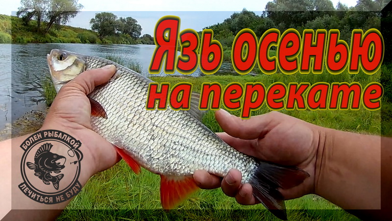 Клев язя осенью на перекате. Не пропусти жор ЯЗЯ. Ловля язя на воблеры.