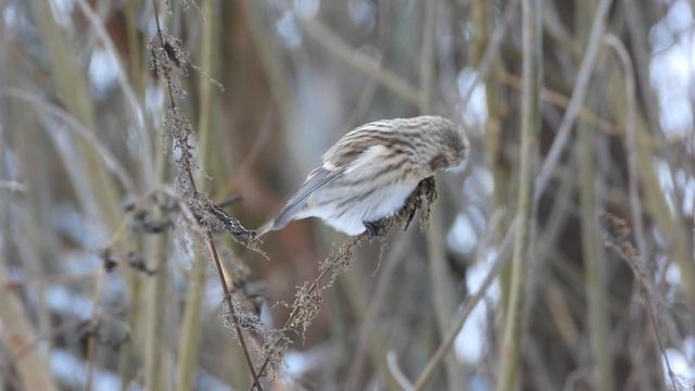Чечётка ест семена крапивы, наблюдение птиц в Великом Новгороде, 26 ноября 2023