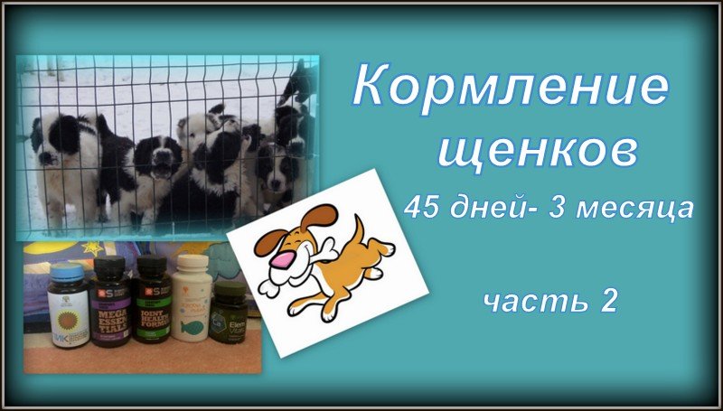 Кормление  щенков от 45 дней до 3 месяцев часть 2