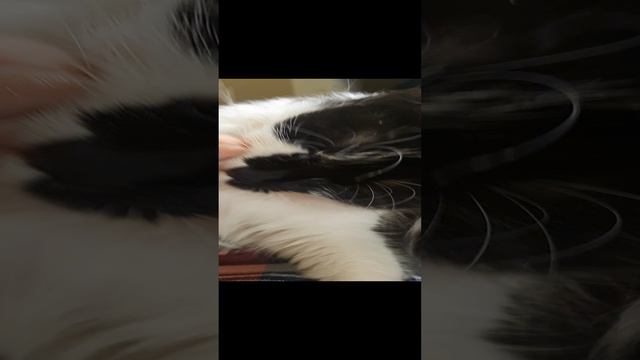 Мур на ночь ?.