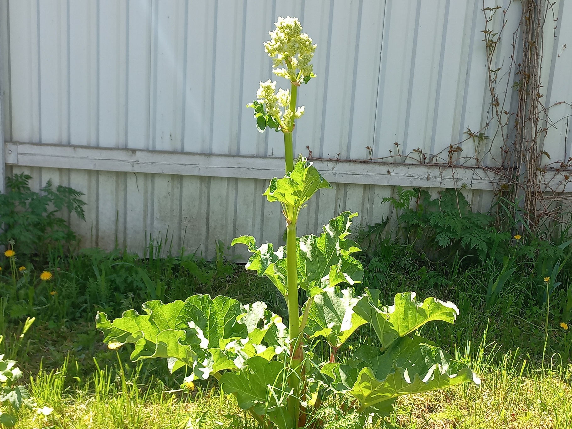 Косим траву//дачные дела