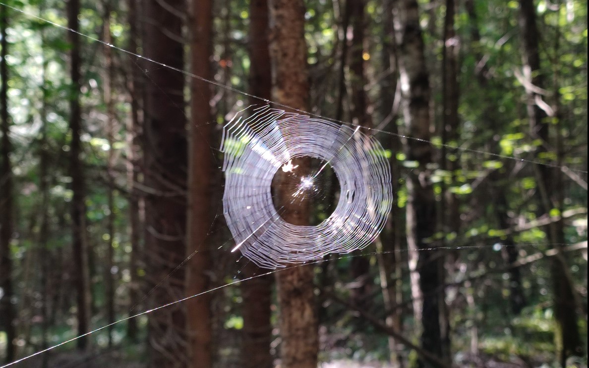 Грибная разведка. /Чеховский район МО/ #грибы2023