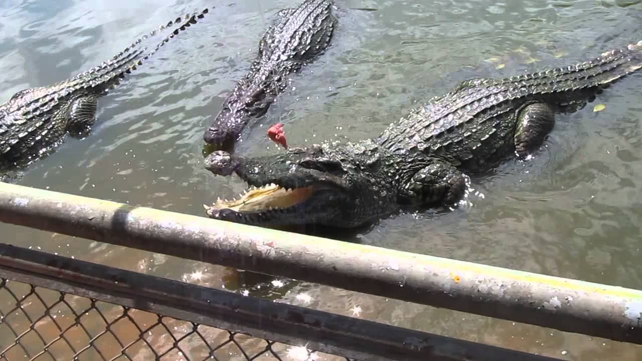 Ловля крокодила на удочку!