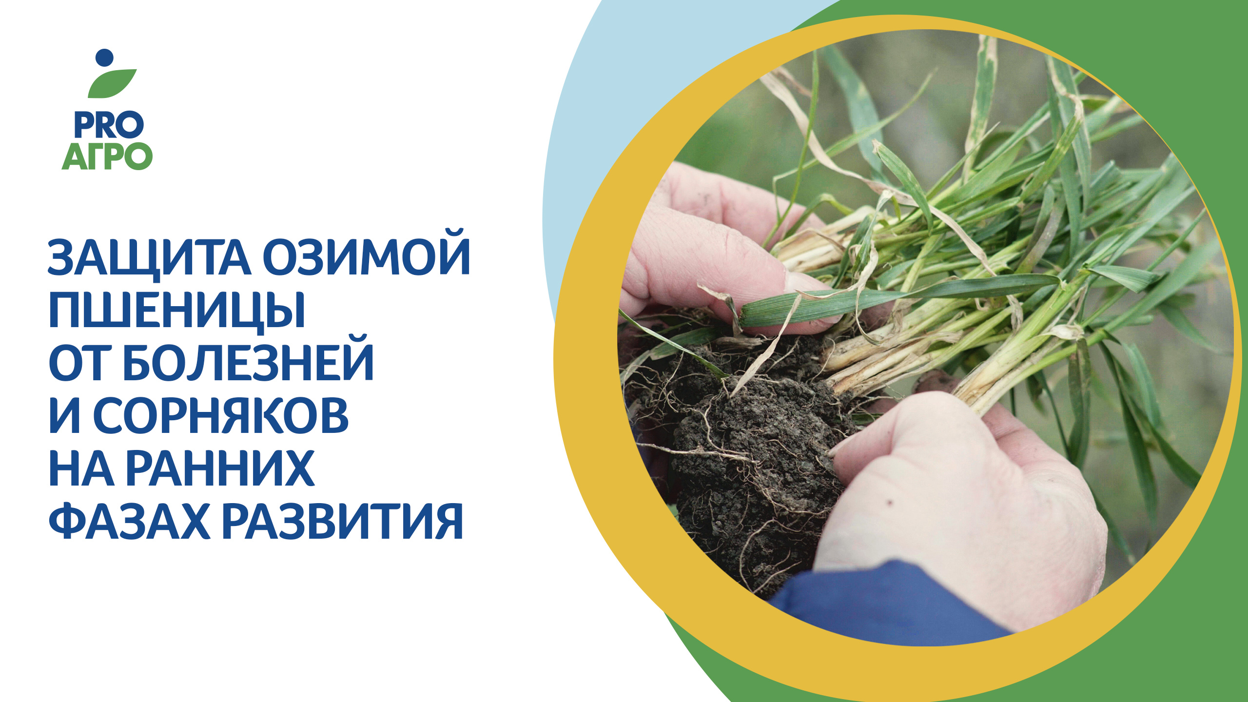 Защита озимой пшеницы от болезней и сорняков на ранних фазах развития