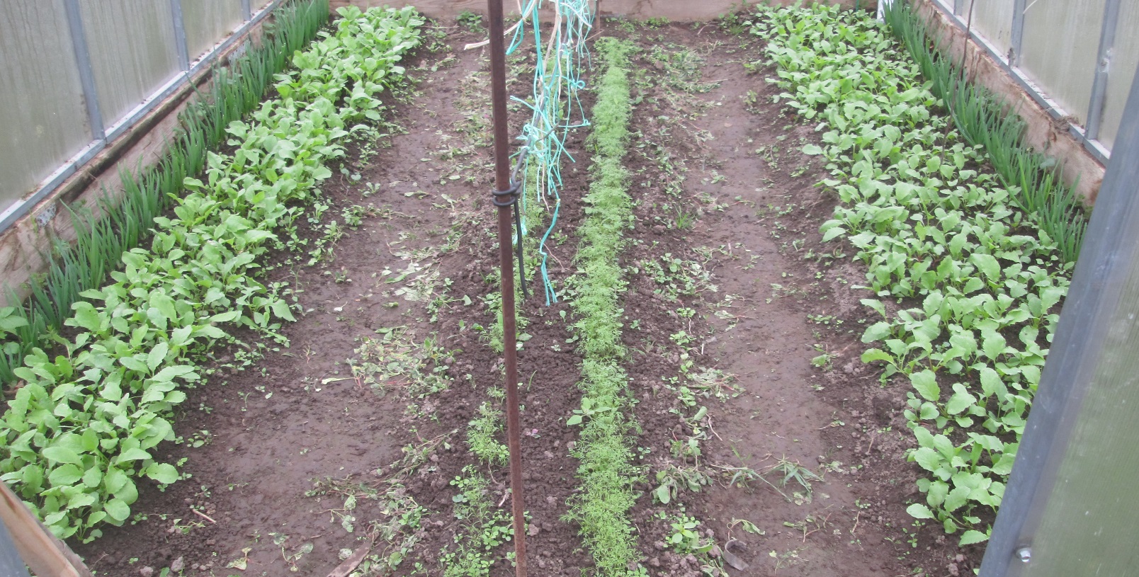 Теплица в апреле