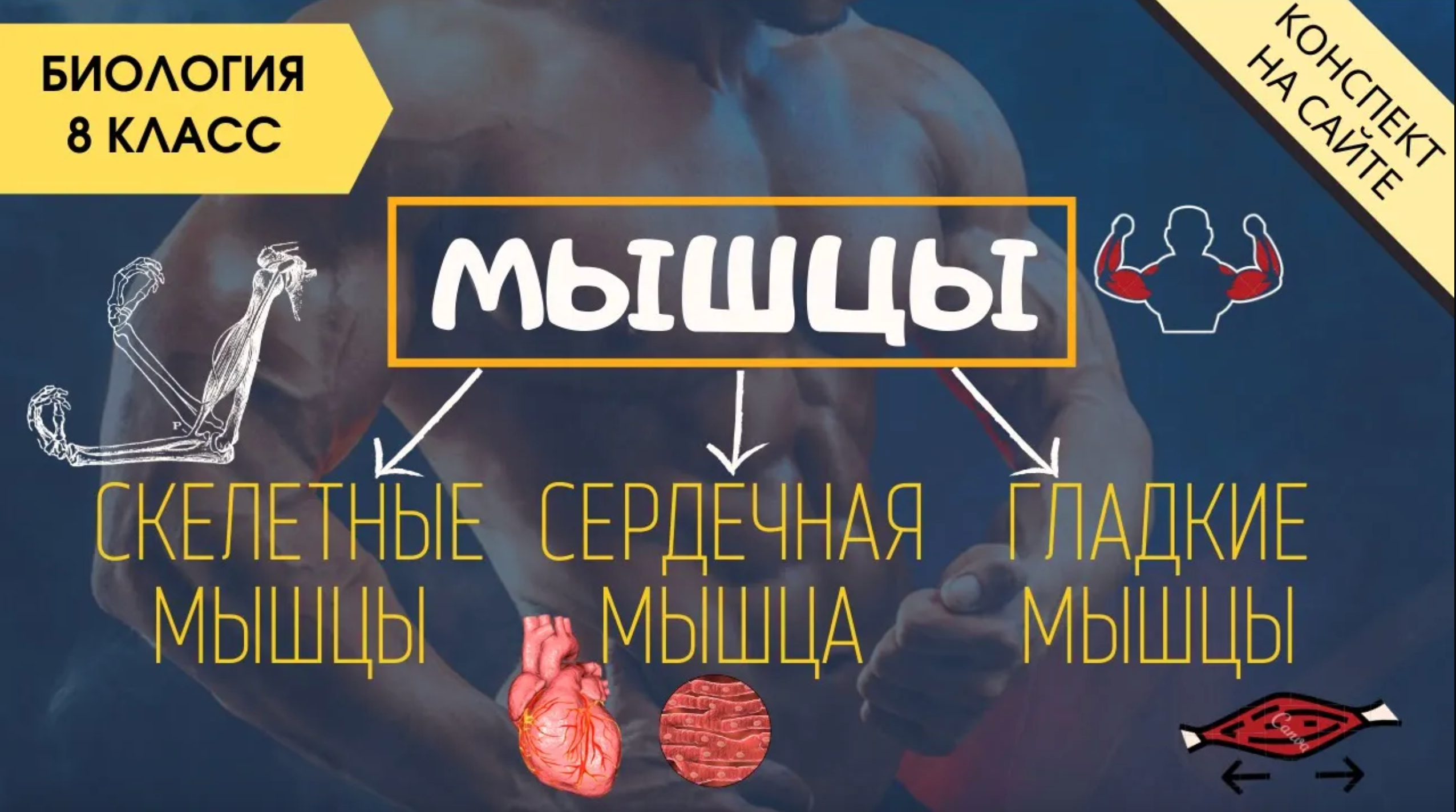 Мышечная система. Скелетные Мышцы. Анатомия 8 класс. Мышечное Строение. Мышечная ткань, волокна. ЕГЭ