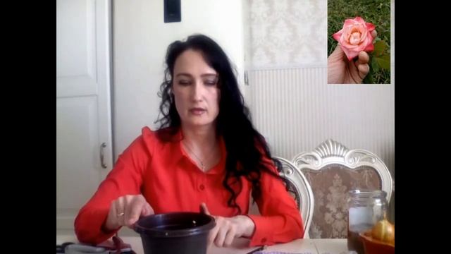 #розы_из_букета#как_укоренить_розу#укоренение_роз РОЗА ИЗ БУКЕТА УКОРЕНЯЮ 2-МЯ СПОСОБАМИ !