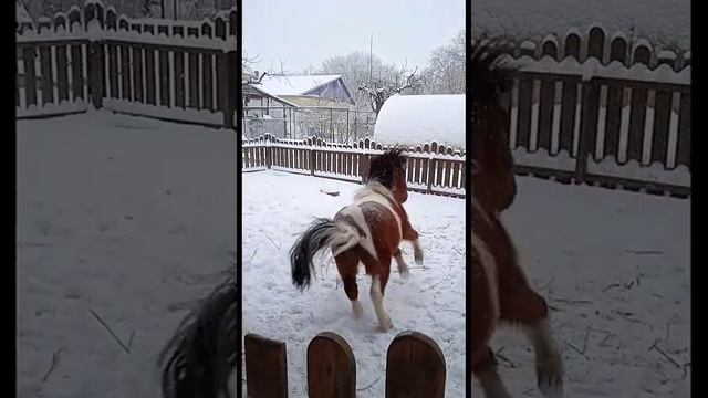 Американская Миниатюрная Лошадка.