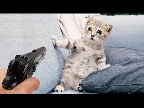 СМЕШНЫЕ КОТЯТА КОШКИ СОБАКИ  ПРИКОЛЫ СОБАКИ КОШКИ