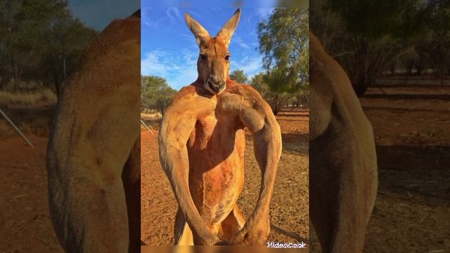 факт о кенгуру