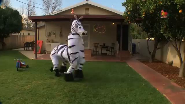 Прикольная танцующая зебра