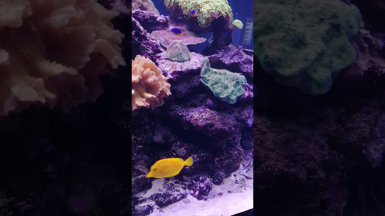 Тропические рыбки Подводные съемки. Аквариум