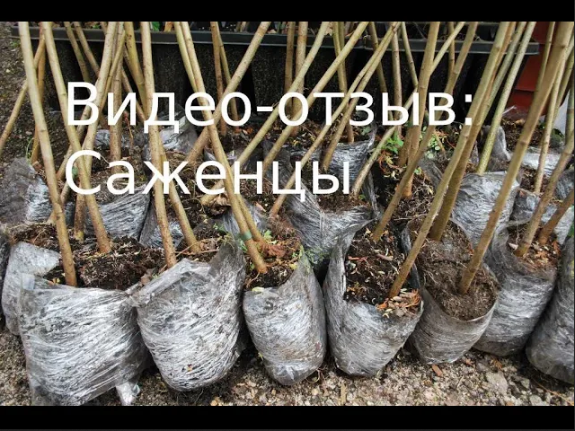 ? ОТЗЫВ ОТ КЛИЕНТА 2020 – Распаковка посылки из ДОЛИНЫ РАСТЕНИЙ. ? ВСЁ ДЛЯ ВАШЕГО САДА ?!