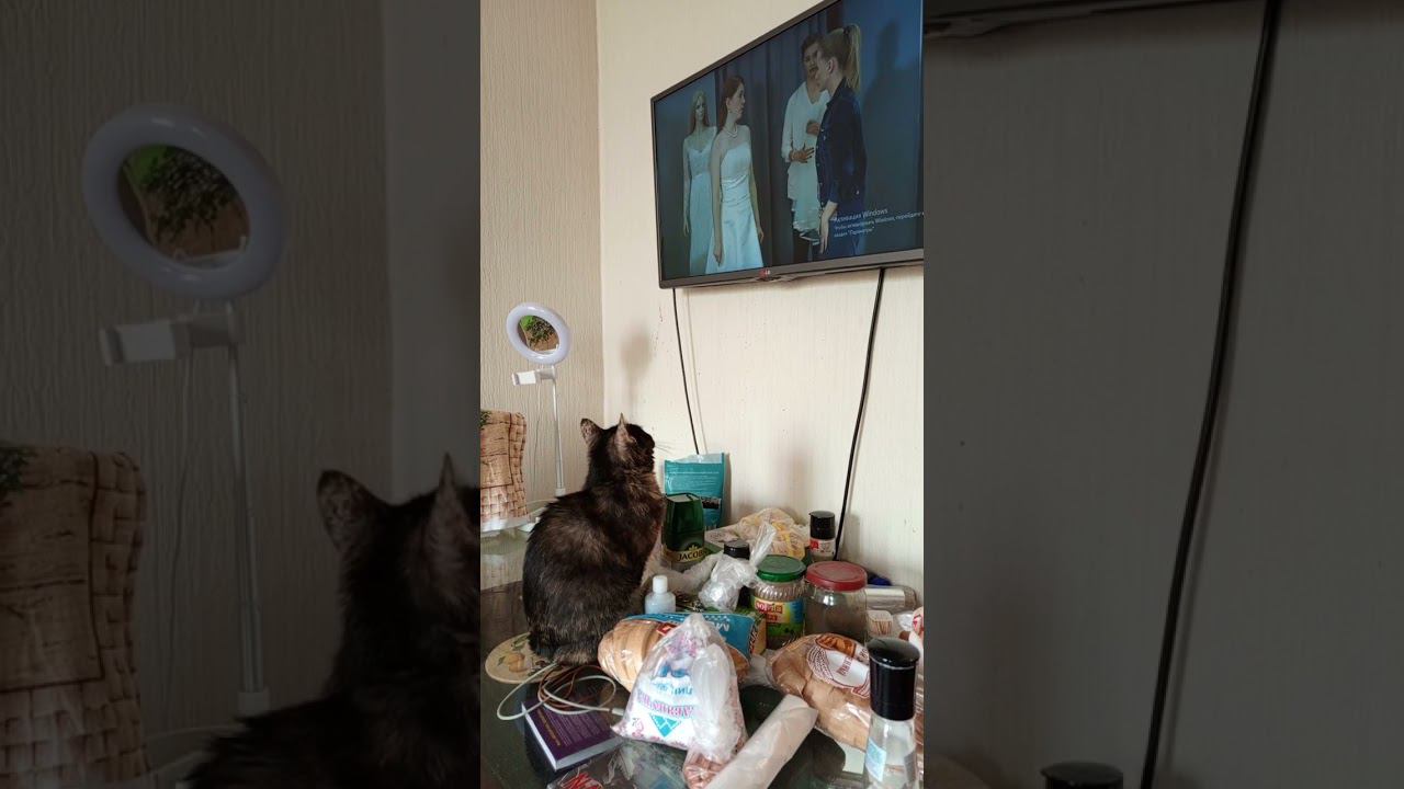 Мурка смотрит телевизор.