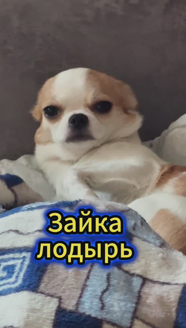 Зайке лень гулять #чихуахуа