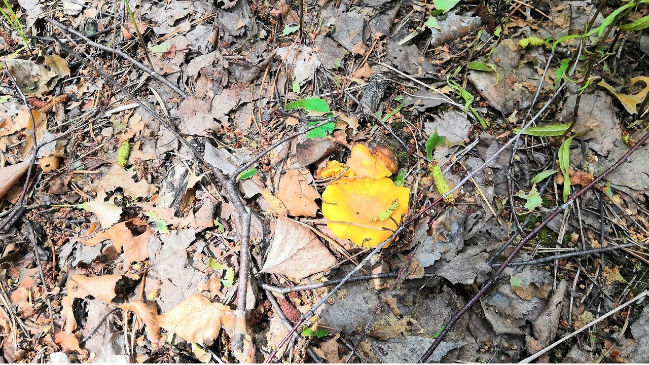 Собираю грибы лисички