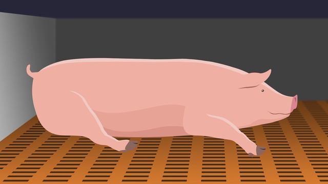 КРЕА ЭДВАНС — надёжная защита от теплового стресса у свиней. Практический опыт.