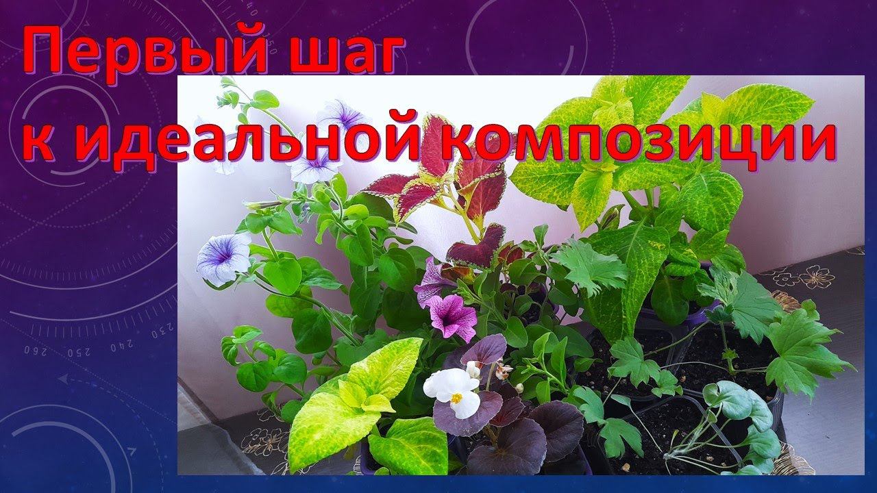 Первый шаг к идеальной садовой композиции. Обзор саженцев из семян на сезон-2024