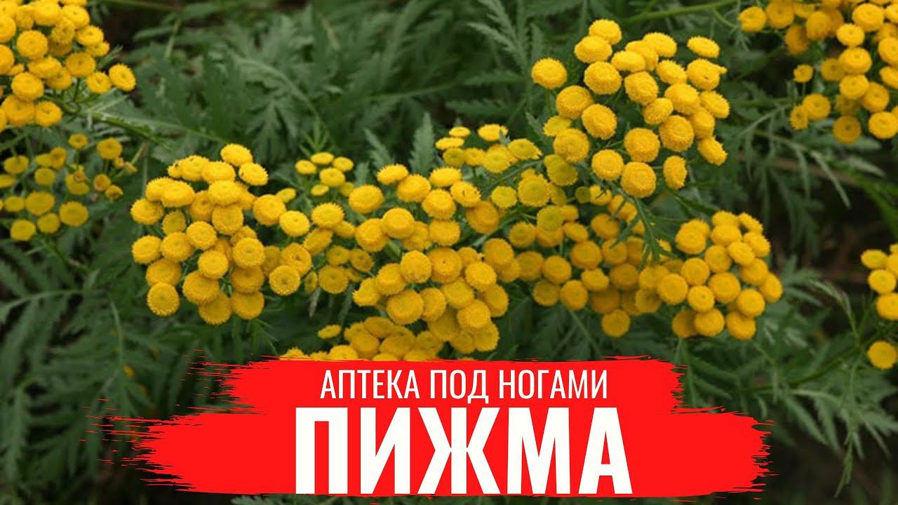 ПИЖМА / О правилах сбора, нюансах заготовки и приготовлении полезных настоев / Аптека под ногами