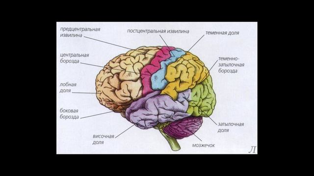 5.4 Сознание. Борозды и извилины